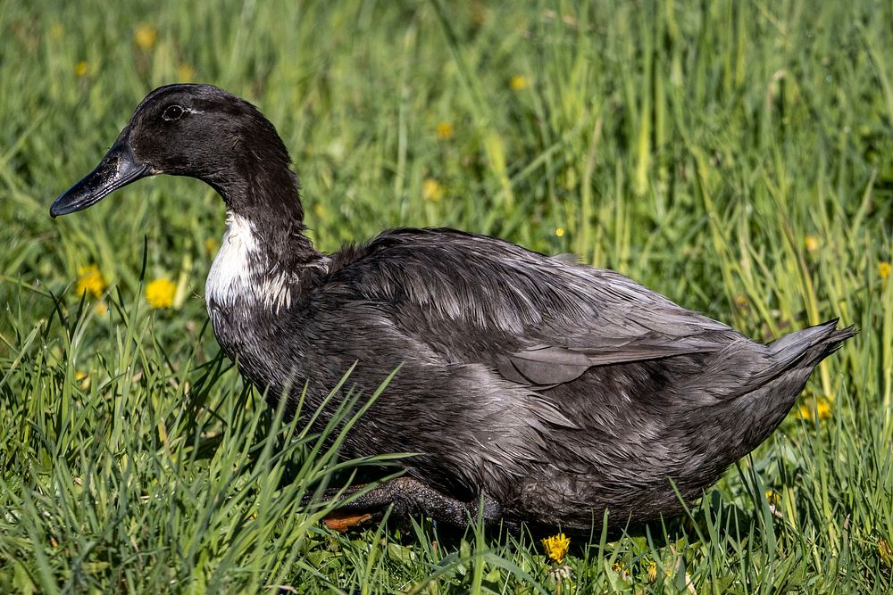 USDA Farm Service Agency (FSA) | Free Photo - rawpixel