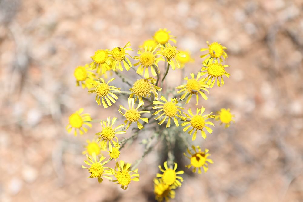 MAY 17: Threadleaf ragwort growing | Free Photo - rawpixel