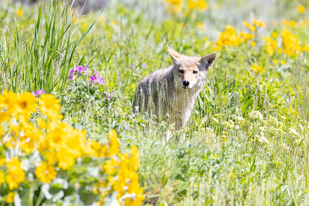 Coyote hunting sequence (2)NPS / | Free Photo - rawpixel