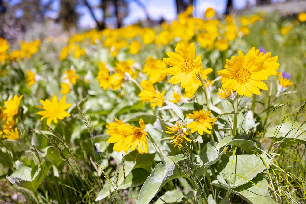 Arrowleaf balsamroot in bloomNPS / | Free Photo - rawpixel