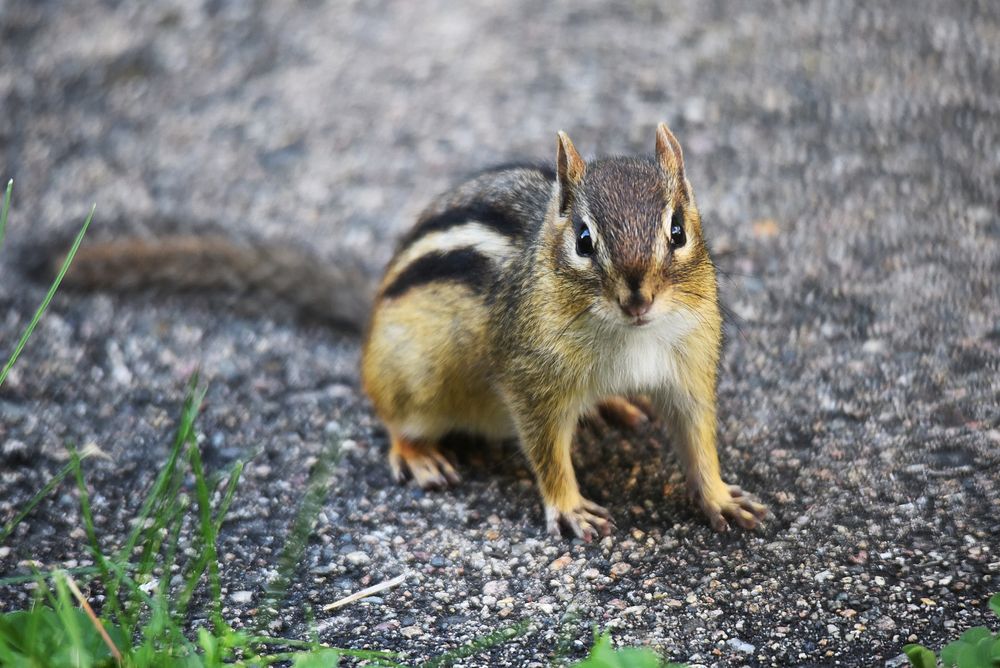 Eastern chipmunkWe spotted this eastern | Free Photo - rawpixel