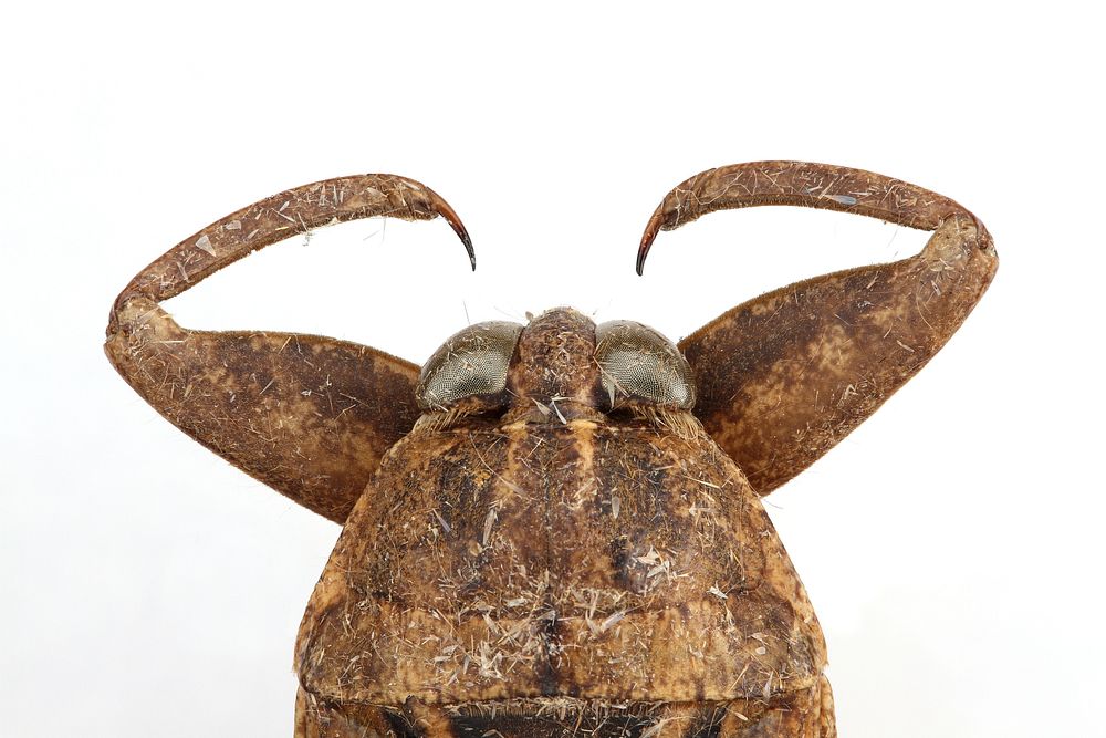 Front raptorial legs Belostomatidae. Public | Free Photo - rawpixel