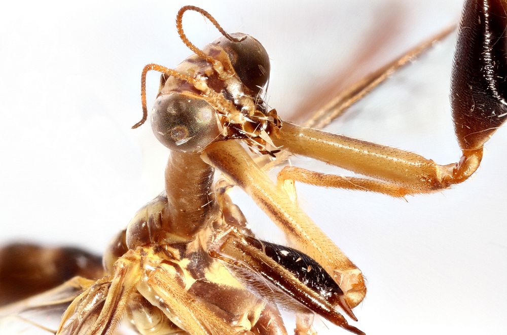 Insects Unlocked Images | Free Photos, PNG Stickers, Wallpapers ...