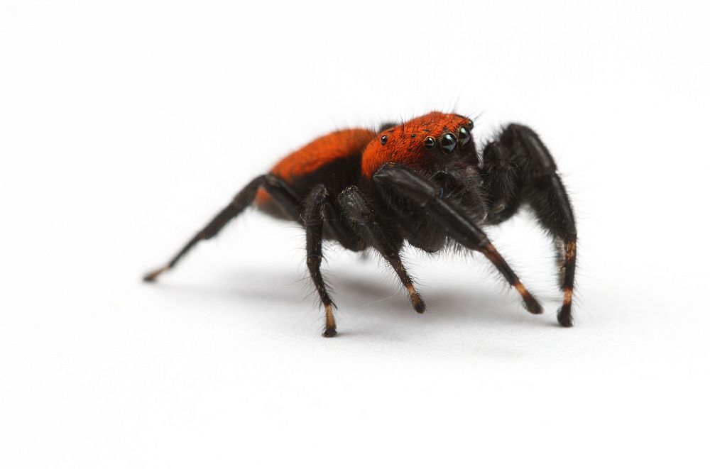 Jumping spider (Salticidae, Phidippus apacheanus | Free Photo - rawpixel