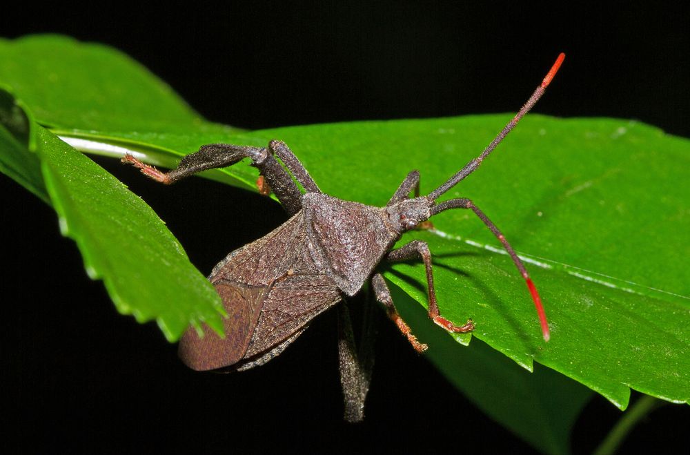 Leaf-footed bug (Coreidae, Acanthocephala terminalis) | Free Photo ...