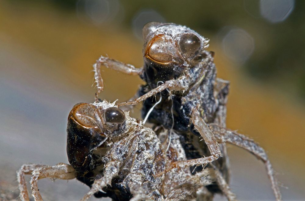 Exuviae Odonates side fish tank | Free Photo - rawpixel