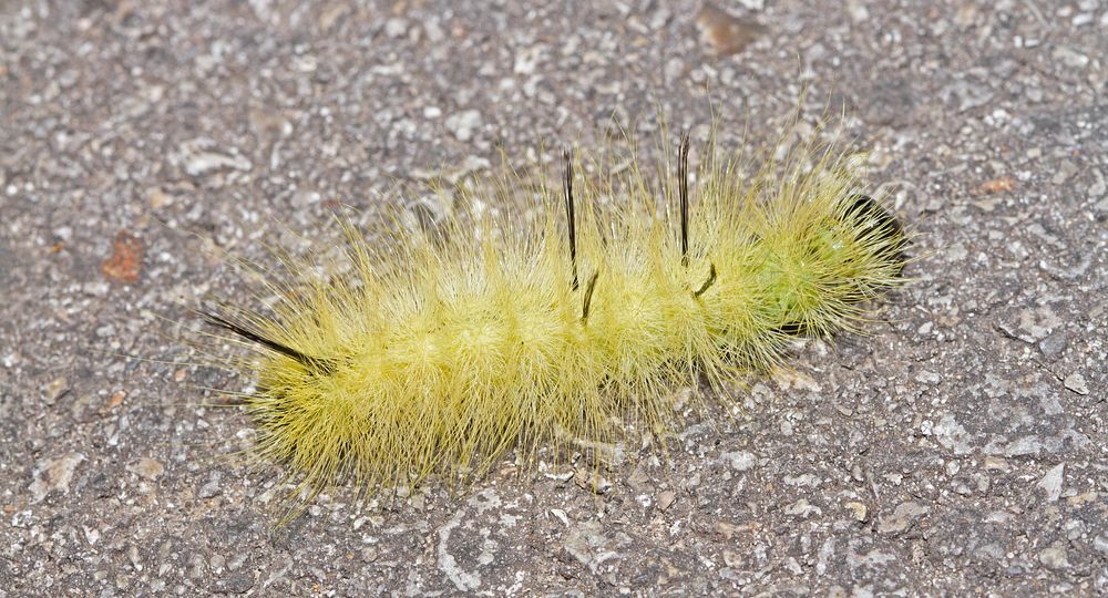 American Dagger Moth larva (Noctuidae | Free Photo - rawpixel