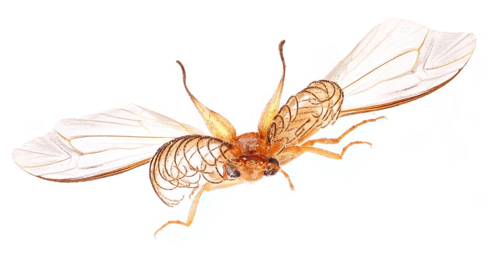 Glowworm beetle, male (Phengodidae, Phengodes | Free Photo - rawpixel