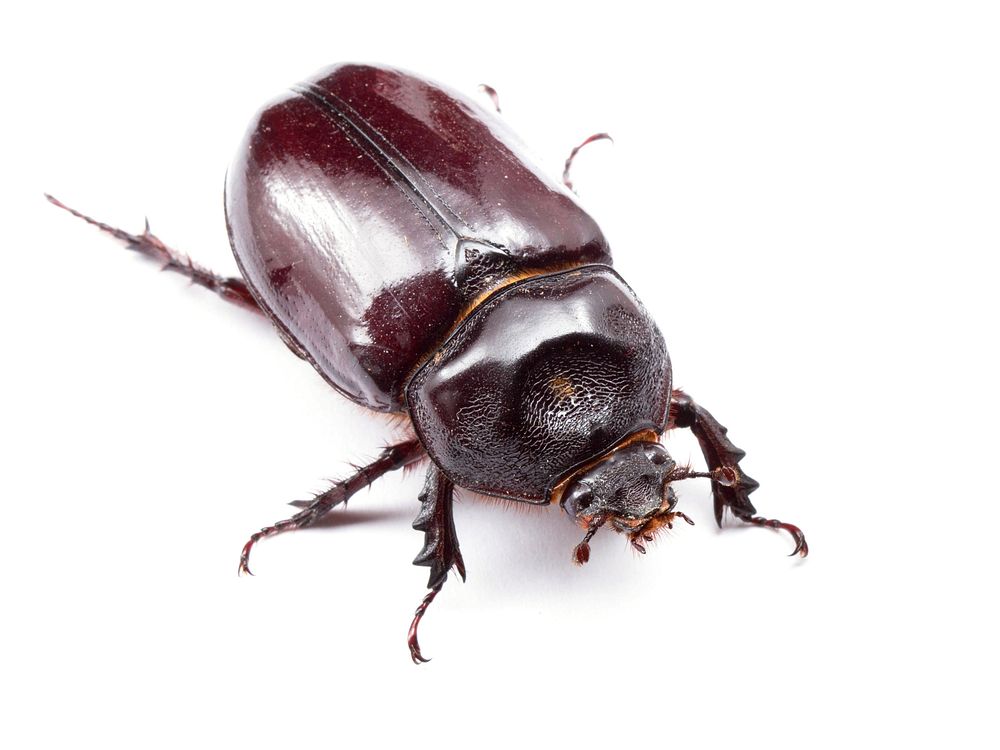 Ox beetle, female (Dynastinae, Strategus | Free Photo - rawpixel