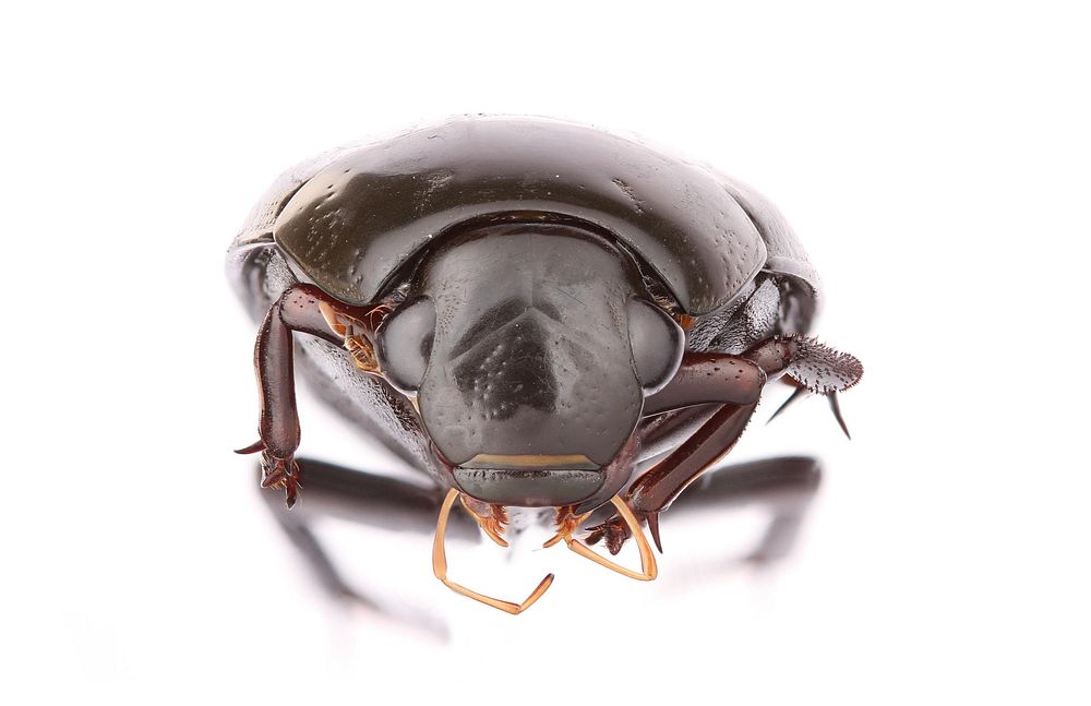 Giant Black Water Beetle (Hydrophilidae, | Free Photo - rawpixel