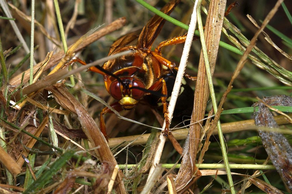 Cicada Killer Wasp (Sphecidae, Sphecius | Free Photo - rawpixel