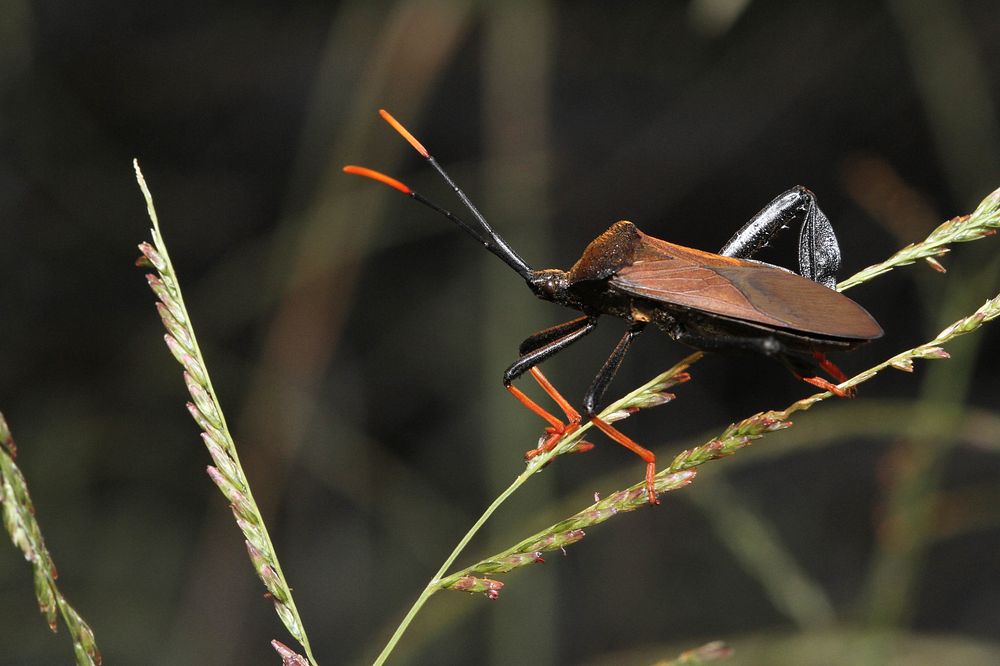 Giant Agave Bug (Coreidae, Acanthocephala | Free Photo - rawpixel