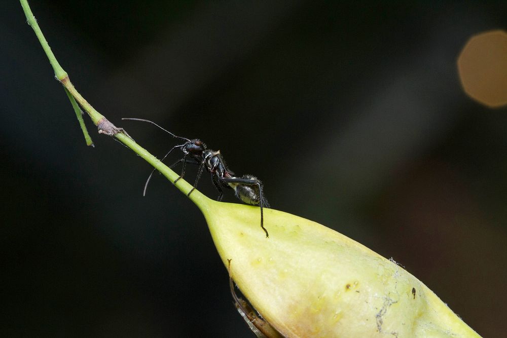 Texas Bow-legged Bug, ant-mimicking nymph | Free Photo - rawpixel