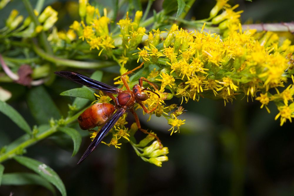 Red paper wasp, male (Vespidae | Free Photo - rawpixel