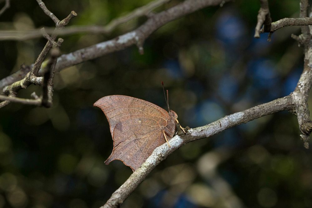 Goatweed Leafwing (Nymphalidae, Anaea andria) | Free Photo - rawpixel