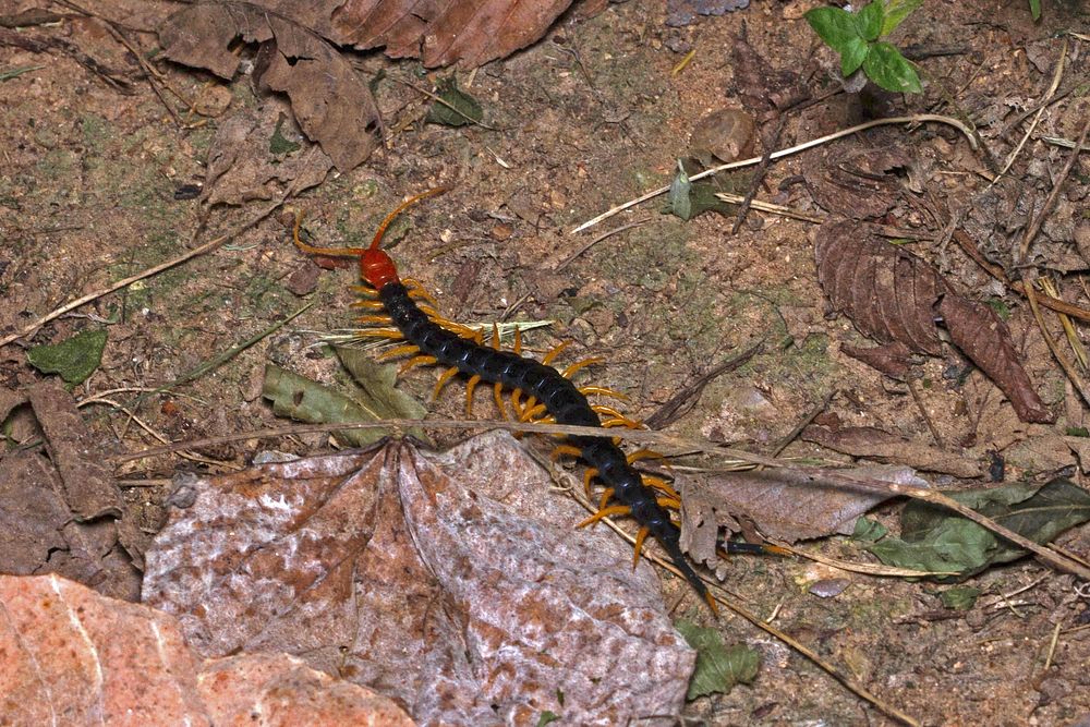 Giant Redheaded Centipede Images | Free Photos, PNG Stickers ...