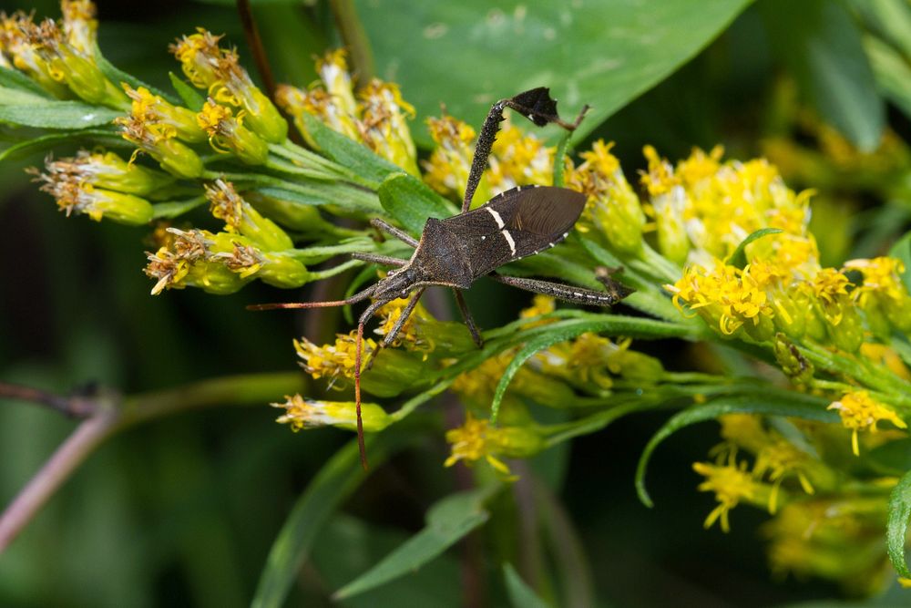 Eastern Leaf-footed Bug (Coreidae, Leptoglossus | Free Photo - rawpixel