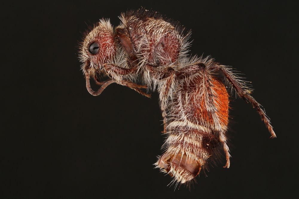 Velvet ant, female (Mutillidae, Dasymutilla | Free Photo - rawpixel