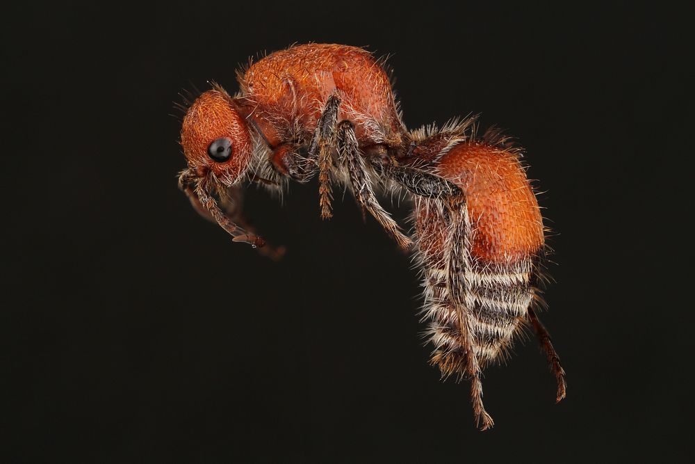Velvet ant, female (Mutillidae, Dasymutilla | Free Photo - rawpixel