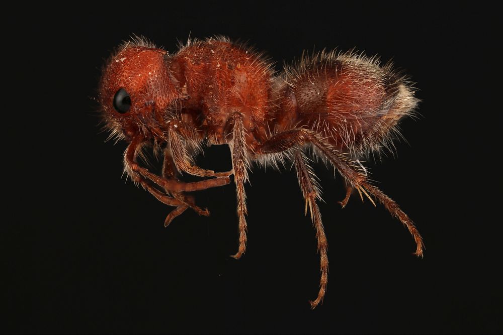 Velvet ant, female (Mutillidae, Myrmiloides | Free Photo - rawpixel
