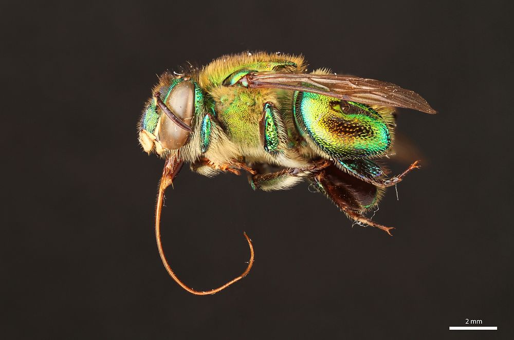Orchid bee (Apidae, Euglossa hansoni | Free Photo - rawpixel