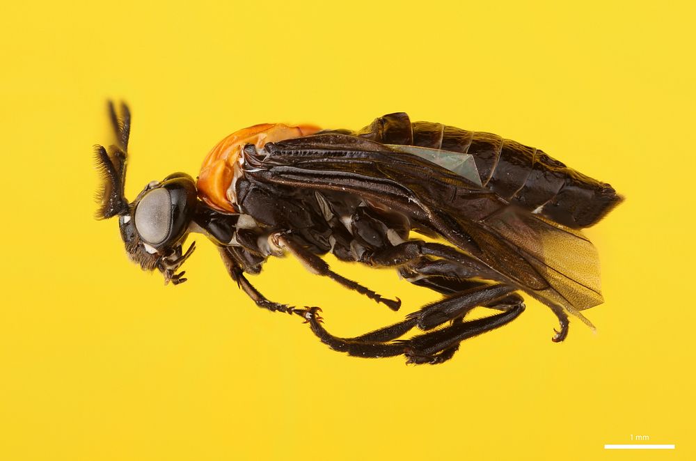 Argid sawfly (Argidae, Neoptilia tora | Free Photo - rawpixel
