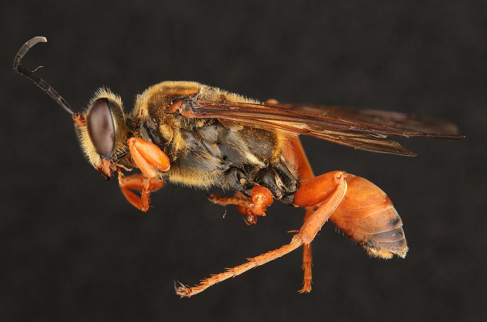 Great Golden Digger Wasp (Sphecidae, | Free Photo - rawpixel