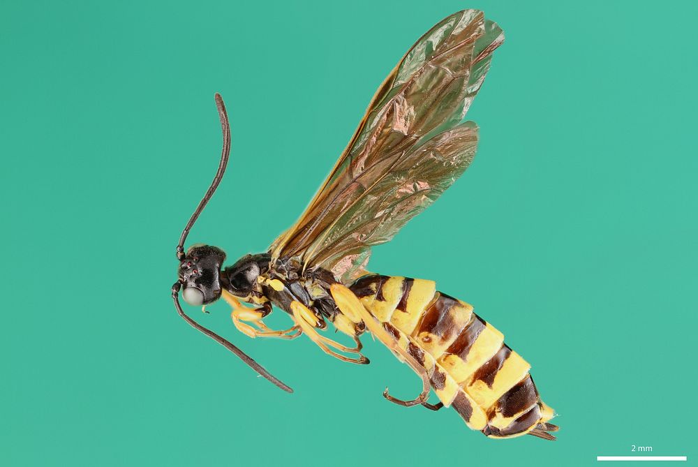 Stem sawfly (Cephidae, Cephus cinctus | Free Photo - rawpixel