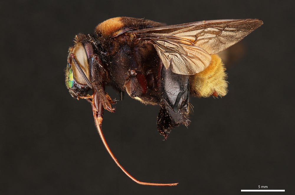 Orchid bee (Apidae, Eufriesea mexicana | Free Photo - rawpixel