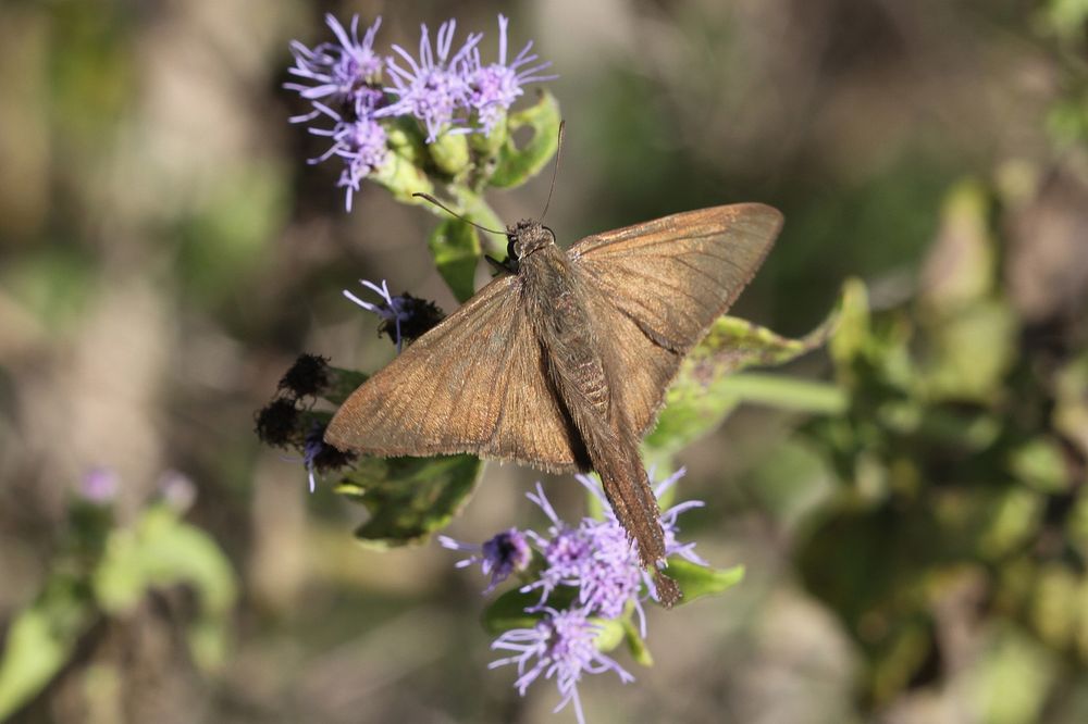 Brown Longtail (Hesperiidae, Urbanus procne | Free Photo - rawpixel