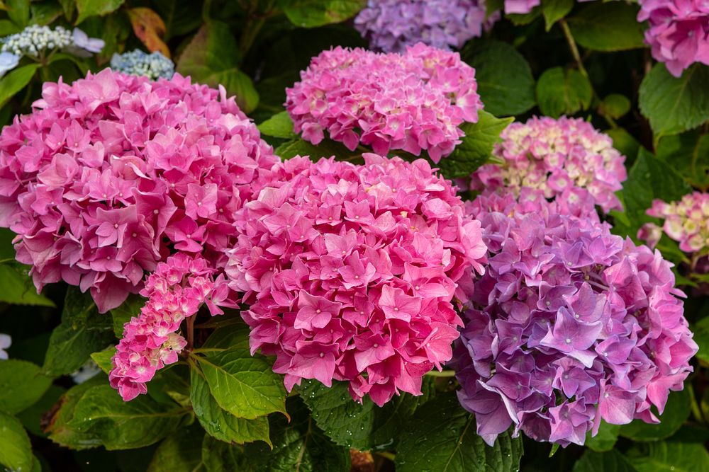 Hydrangea macrophylla 'SMHMES14' Let's Dance | Free Photo - rawpixel