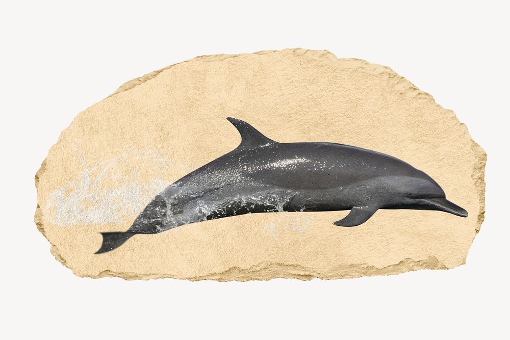 Dolphin jumping collage element psd | Premium PSD - rawpixel