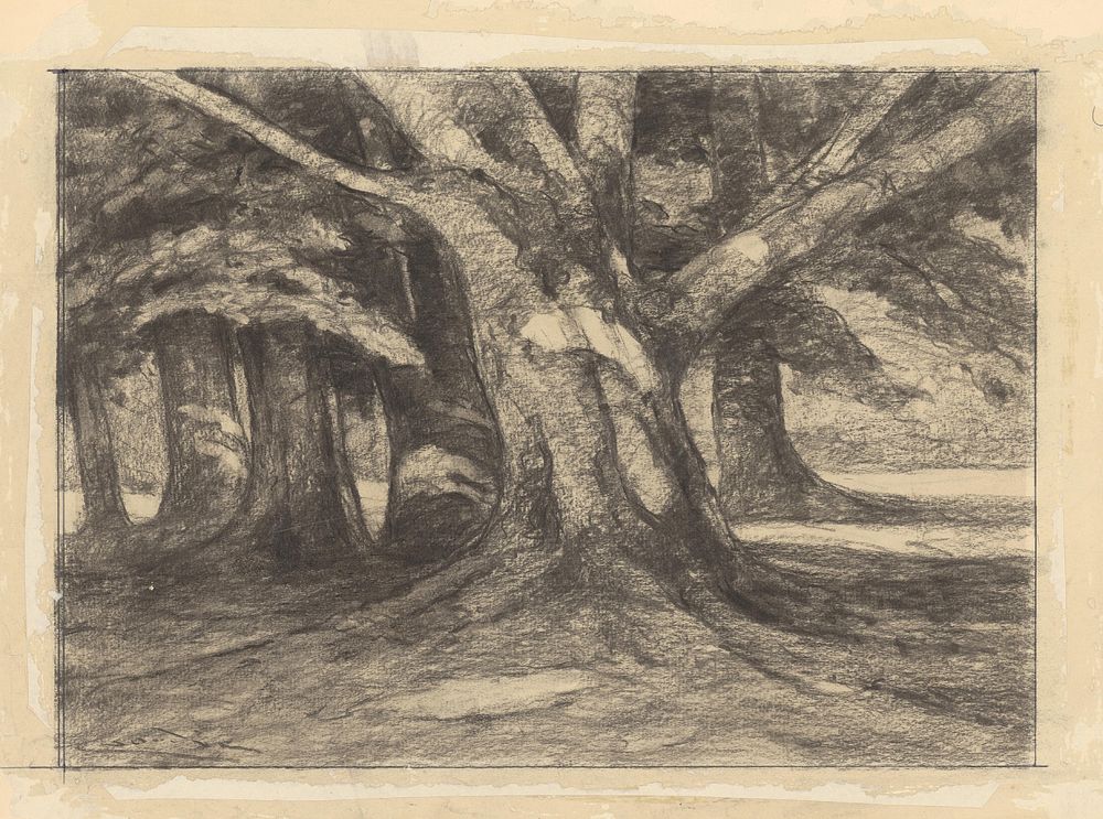 Beech trees | Free Photo Illustration - rawpixel