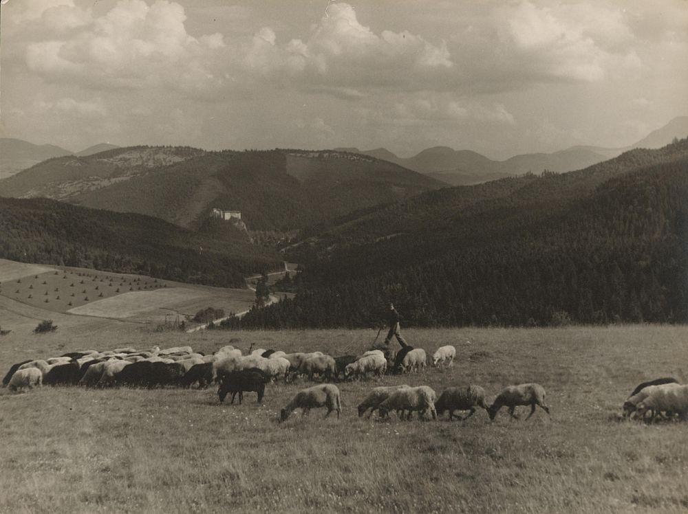 Sheep | Free Photo - rawpixel