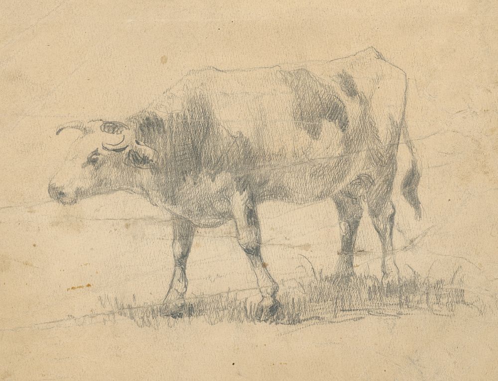 A study of a cow | Free Photo Illustration - rawpixel