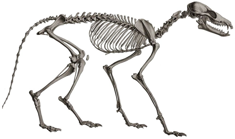 Bat-eared fox skeleton | Free Photo - rawpixel