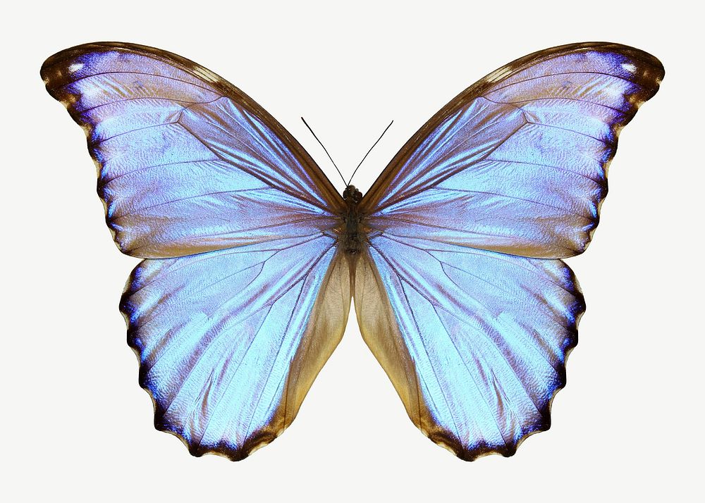 Aesthetic butterfly collage element, animal | Free PSD - rawpixel