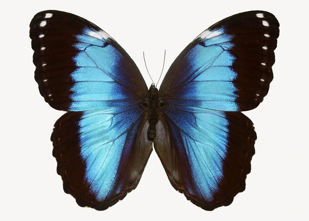 Blue morpho butterfly collage element | Free Photo - rawpixel