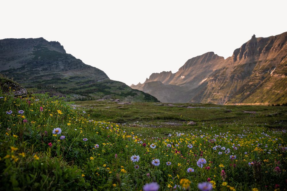 Summer wildflowers & mountain, border | Free Photo - rawpixel