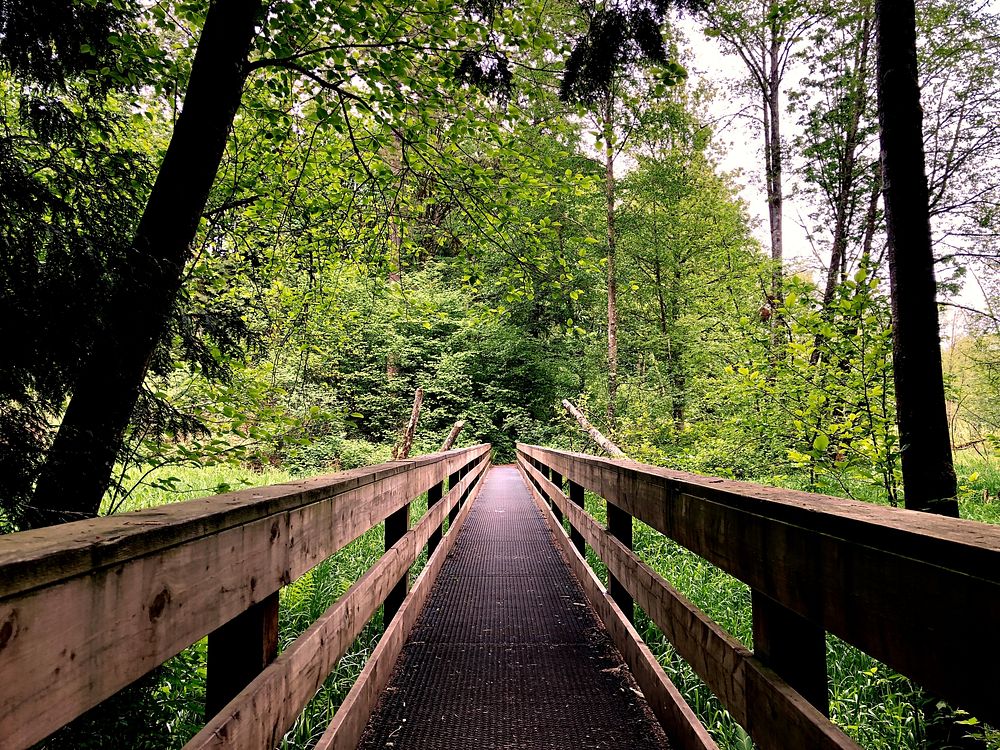 Bridge in a park | Free Photo - rawpixel