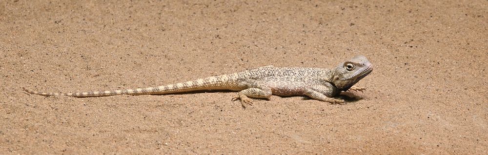 Mimic colouring | Free Photo - rawpixel