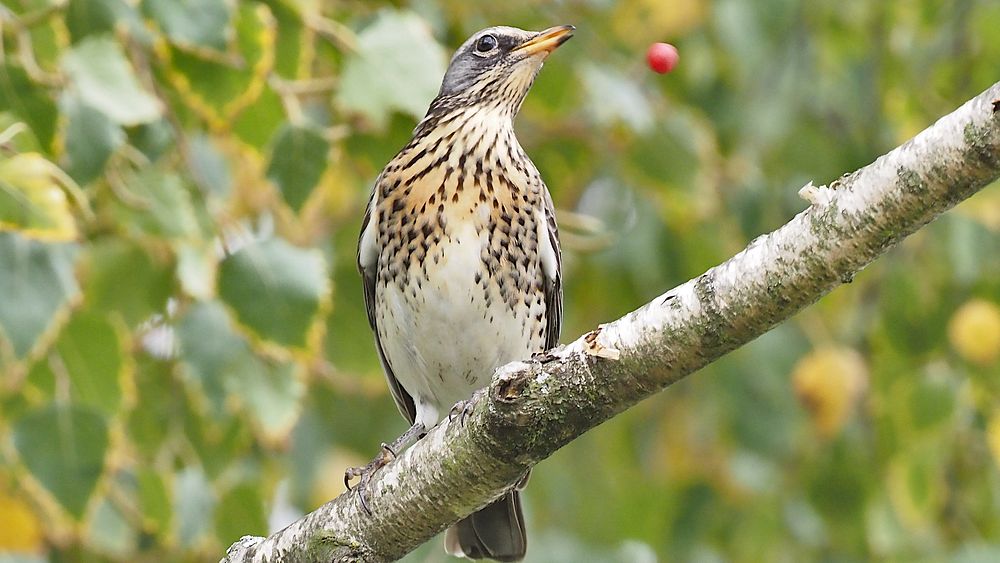 Suborder Passeri (Songbirds, Singvögel) | Free Photo - rawpixel