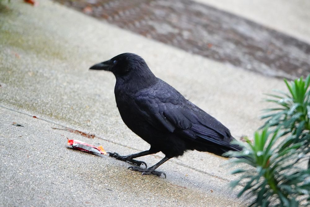 Commercial Street Cafe, The Skte, | Free Photo - rawpixel