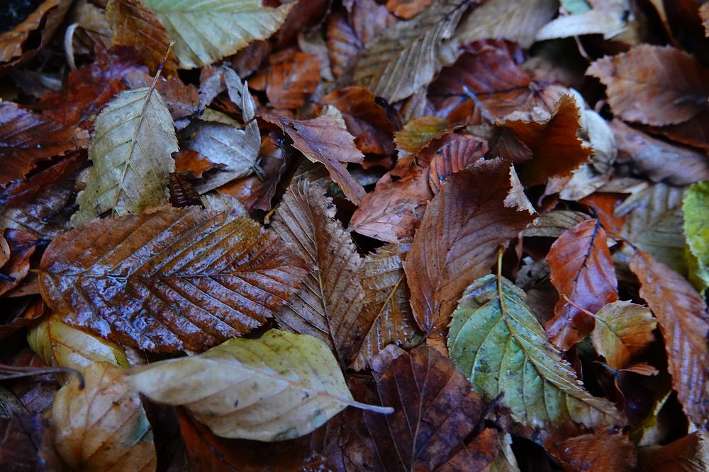 Autumn fallen nature tree leaves | Free Photo - rawpixel
