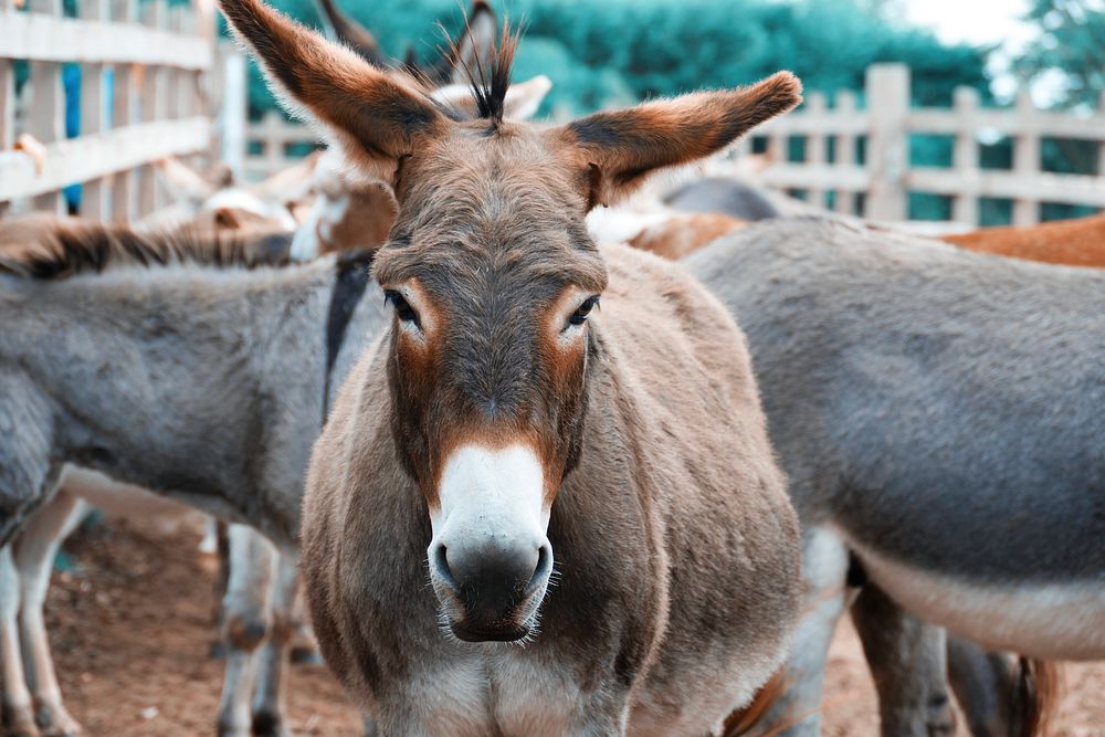 Donkey | Free Photo - rawpixel