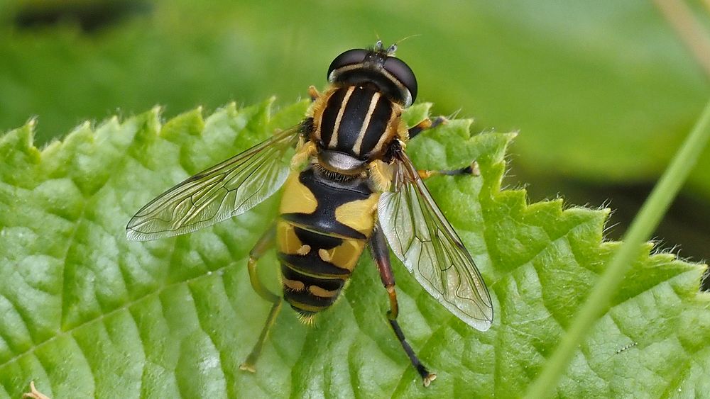Helophilus pendulus (Gemeine Sumpfschwebfliege) - | Free Photo - rawpixel