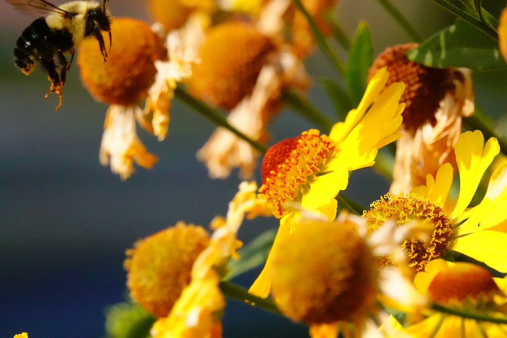 2022-09-13 Bees outside Commercial Street | Free Photo - rawpixel