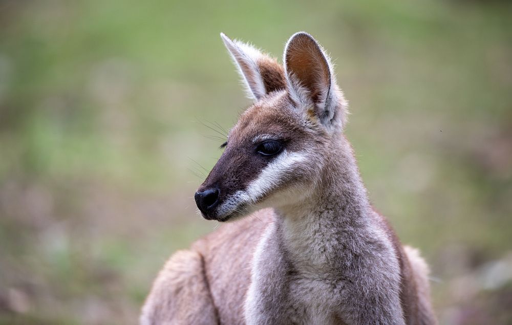 Pretty-faced wallabyAlso known as whiptailed | Free Photo - rawpixel