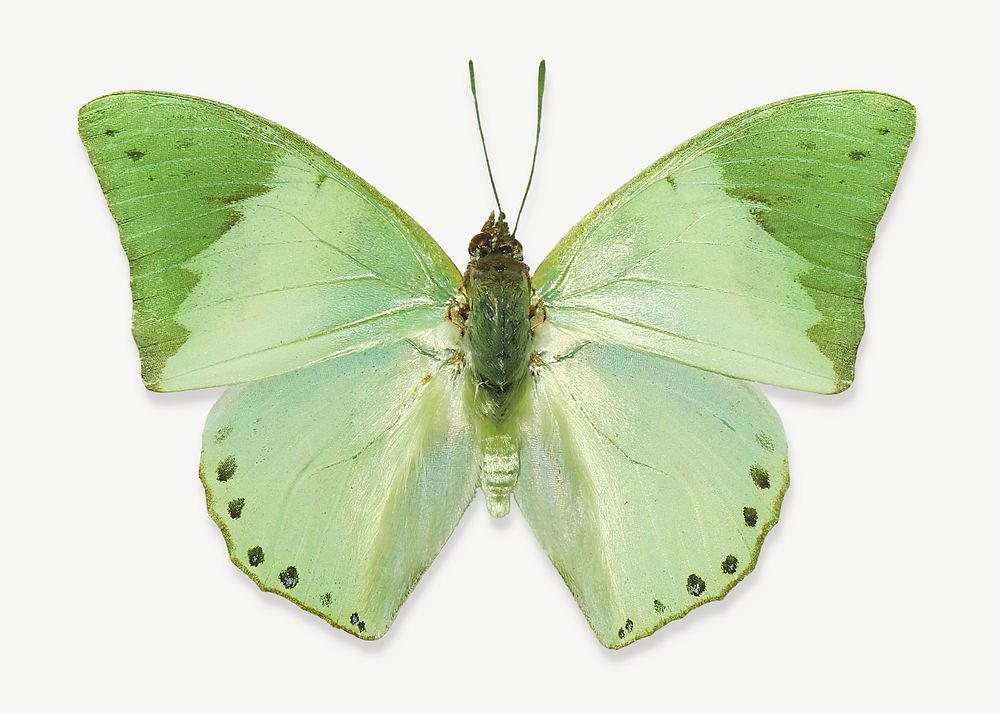 Green butterfly animal collage element | Premium PSD - rawpixel