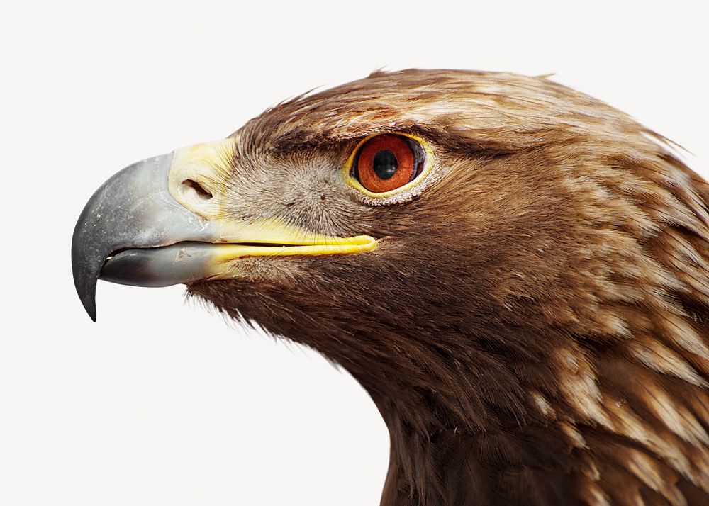 Eagle bird isolated image | Free Photo - rawpixel